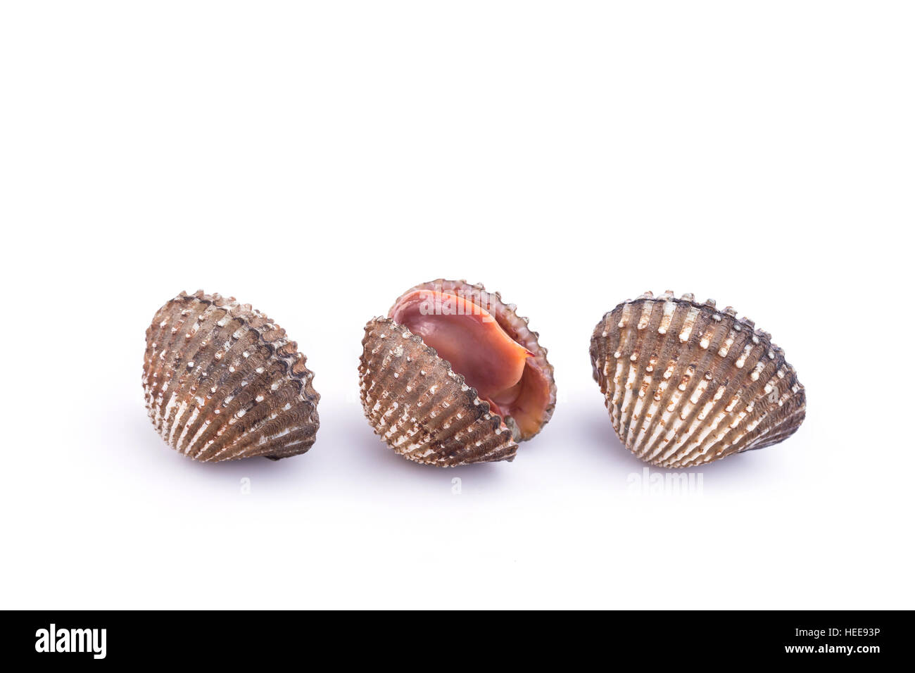 Close up raw blood cockle isolated on white background Stock Photo - Alamy