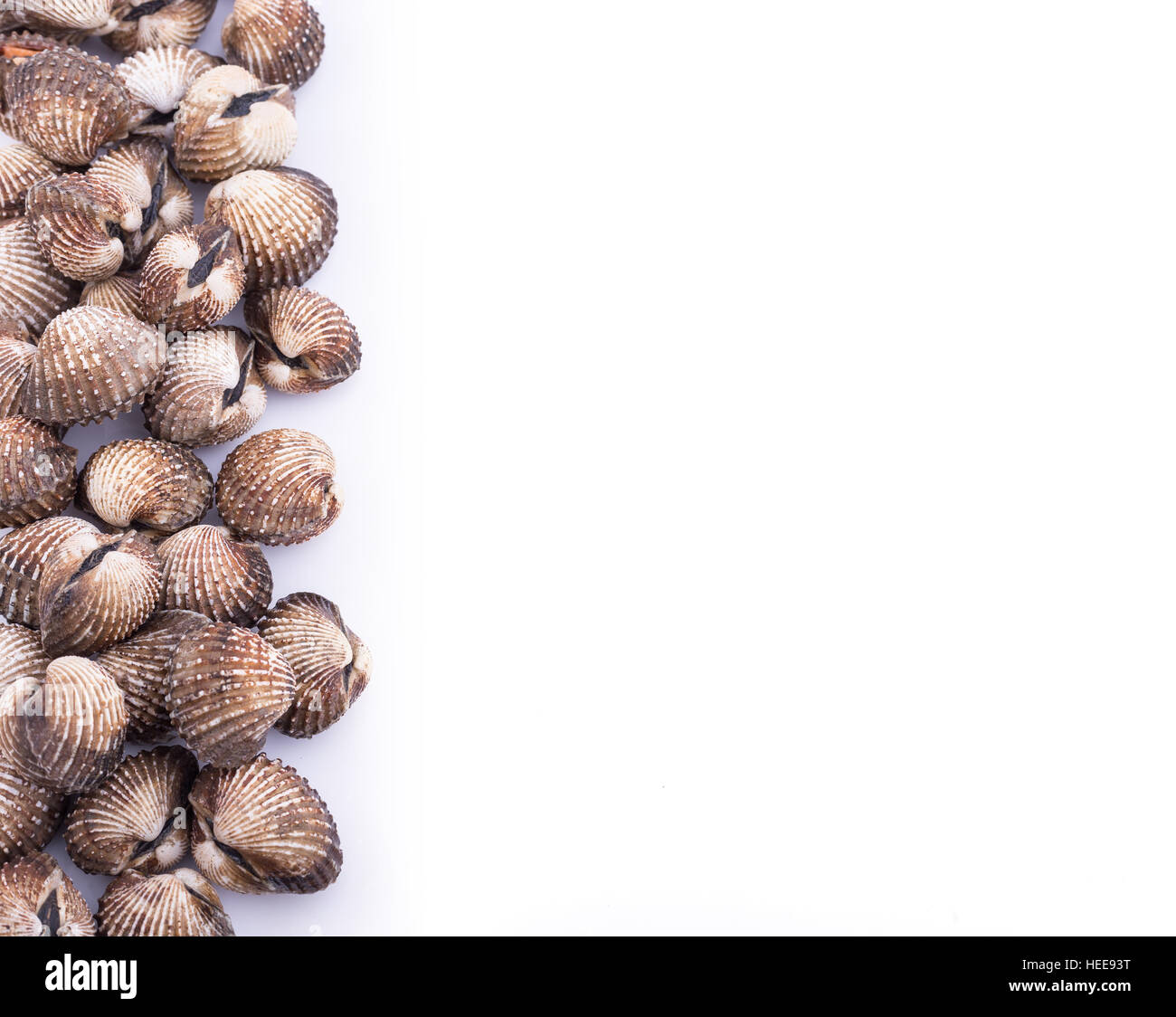 Close up raw blood cockle isolated on white background Stock Photo - Alamy