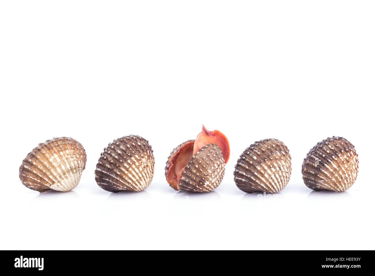 Close up raw blood cockle isolated on white background Stock Photo - Alamy