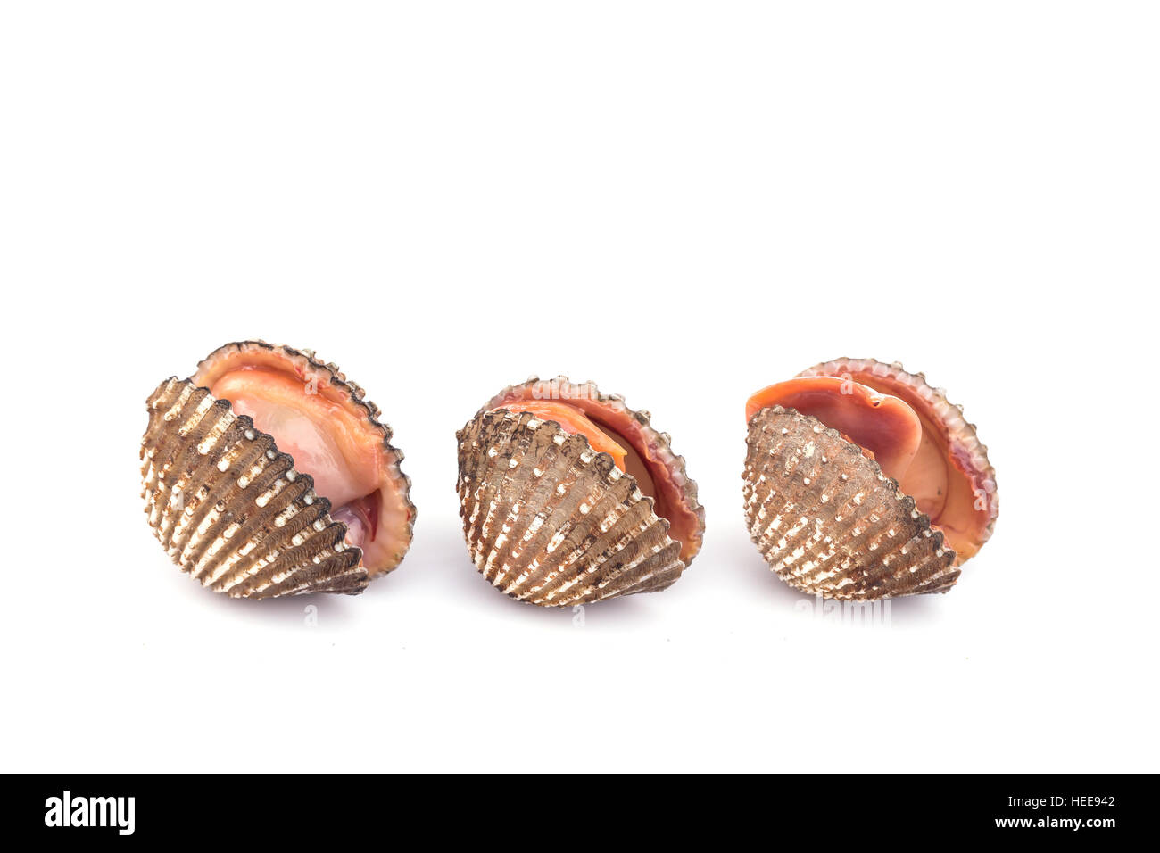 Close up raw blood cockle isolated on white background Stock Photo - Alamy