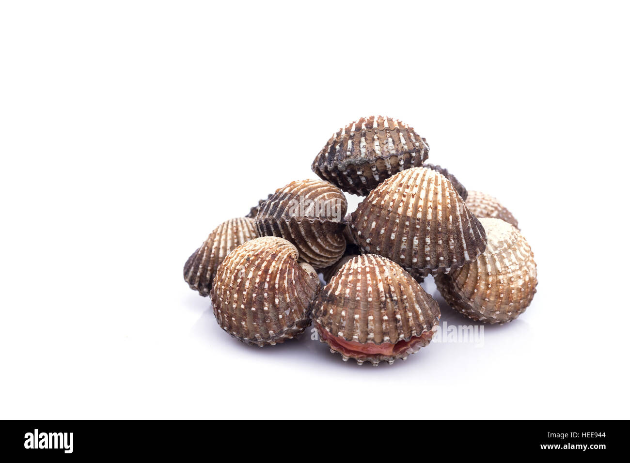Close up raw blood cockle isolated on white background Stock Photo - Alamy