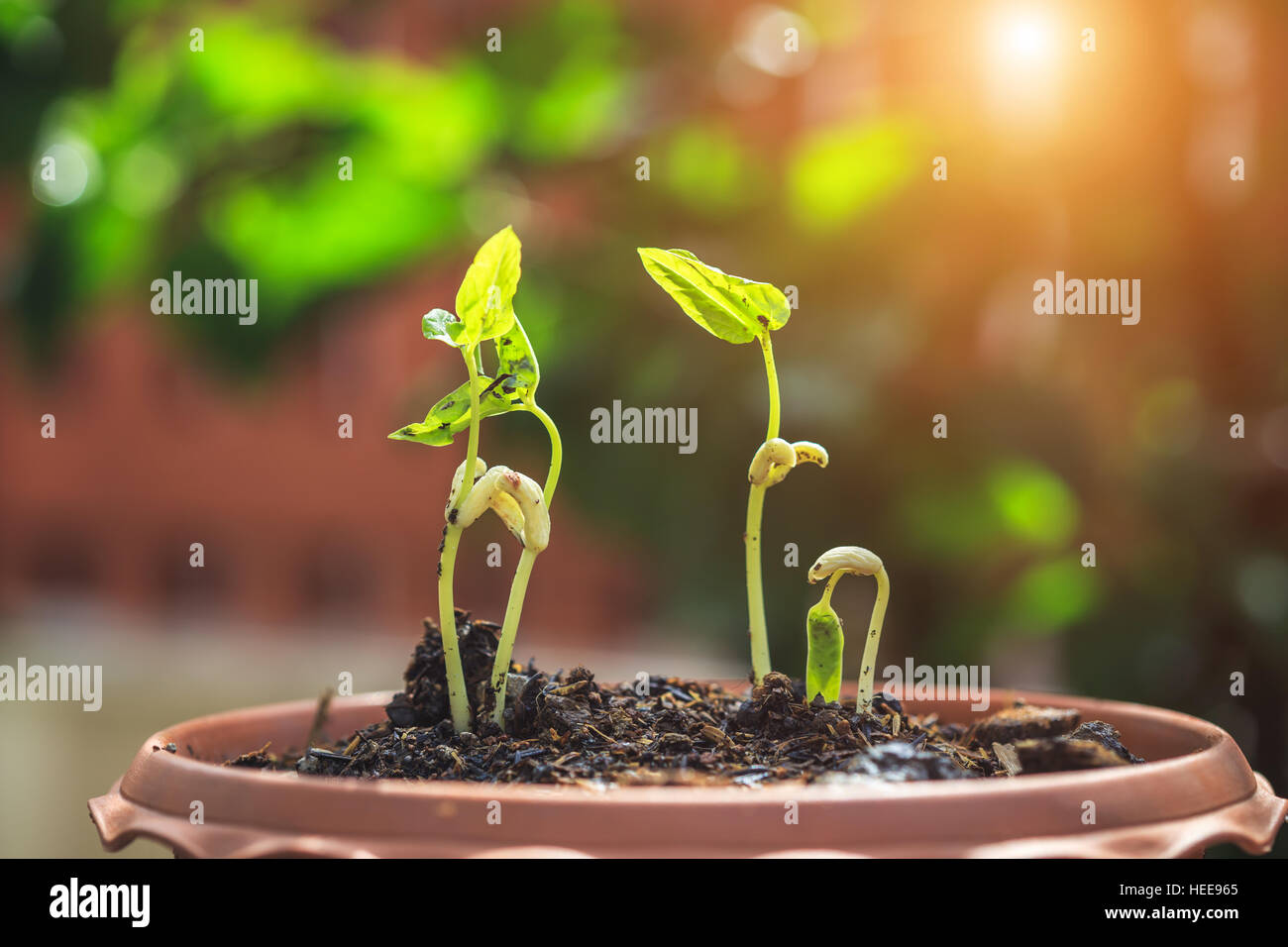 Close up young beans plant in soil and blur background Stock Photo - Alamy