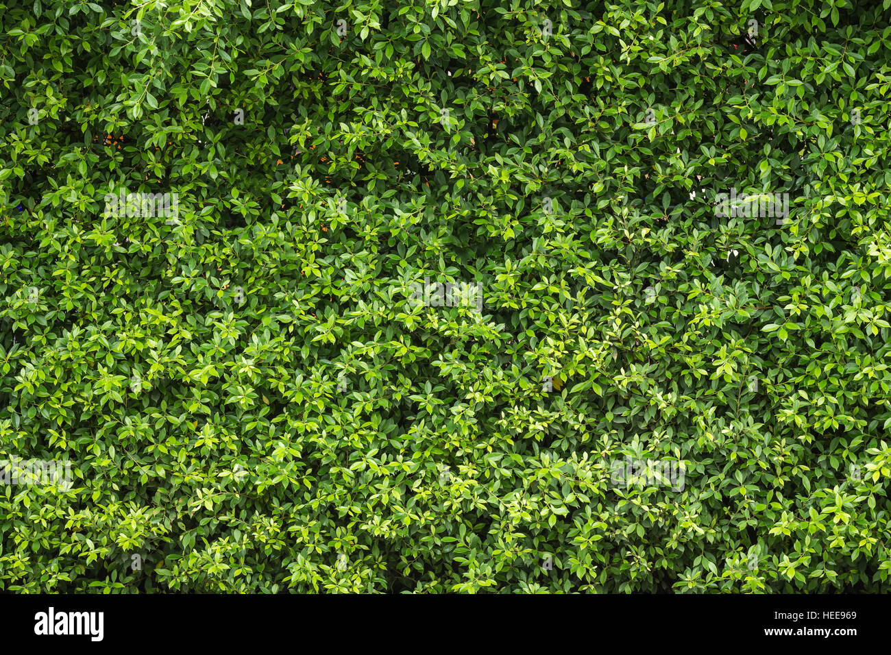 Pattern of green plant wall texture and background Stock Photo - Alamy
