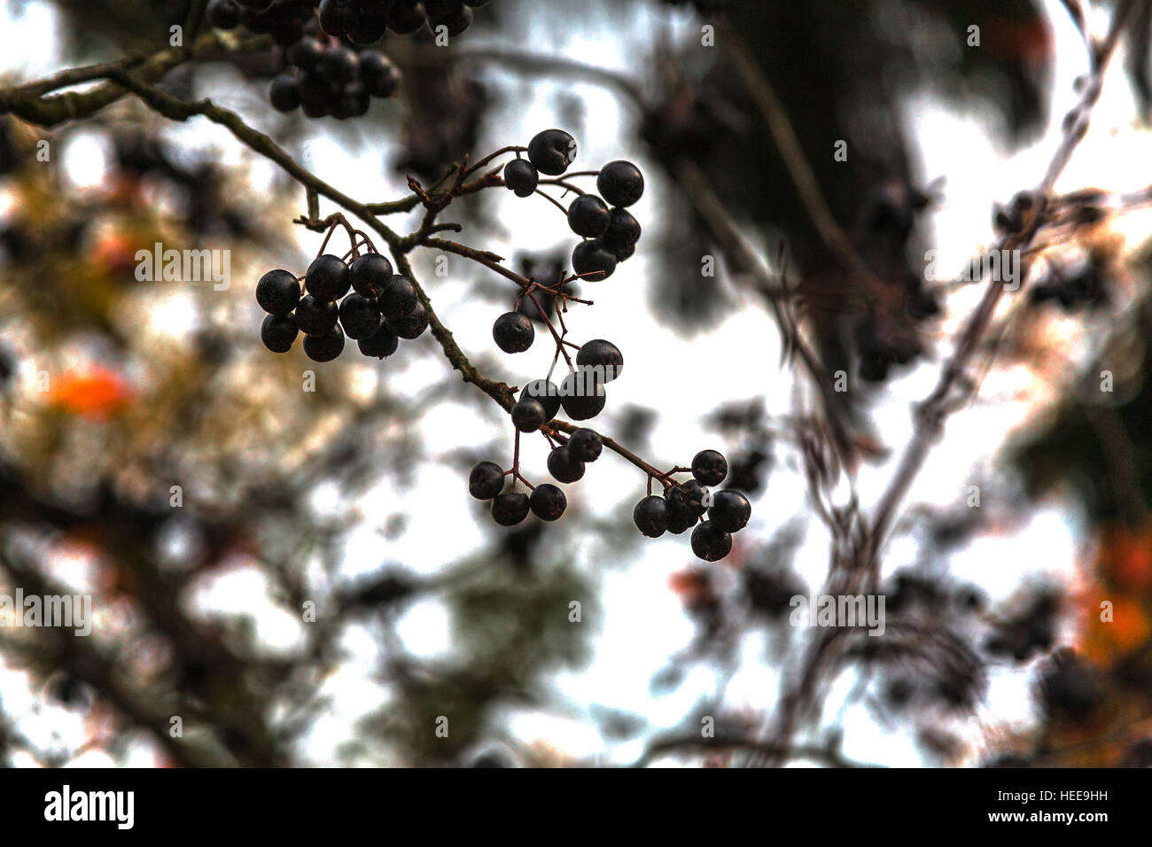 Black mountain ash hi-res stock photography and images - Alamy