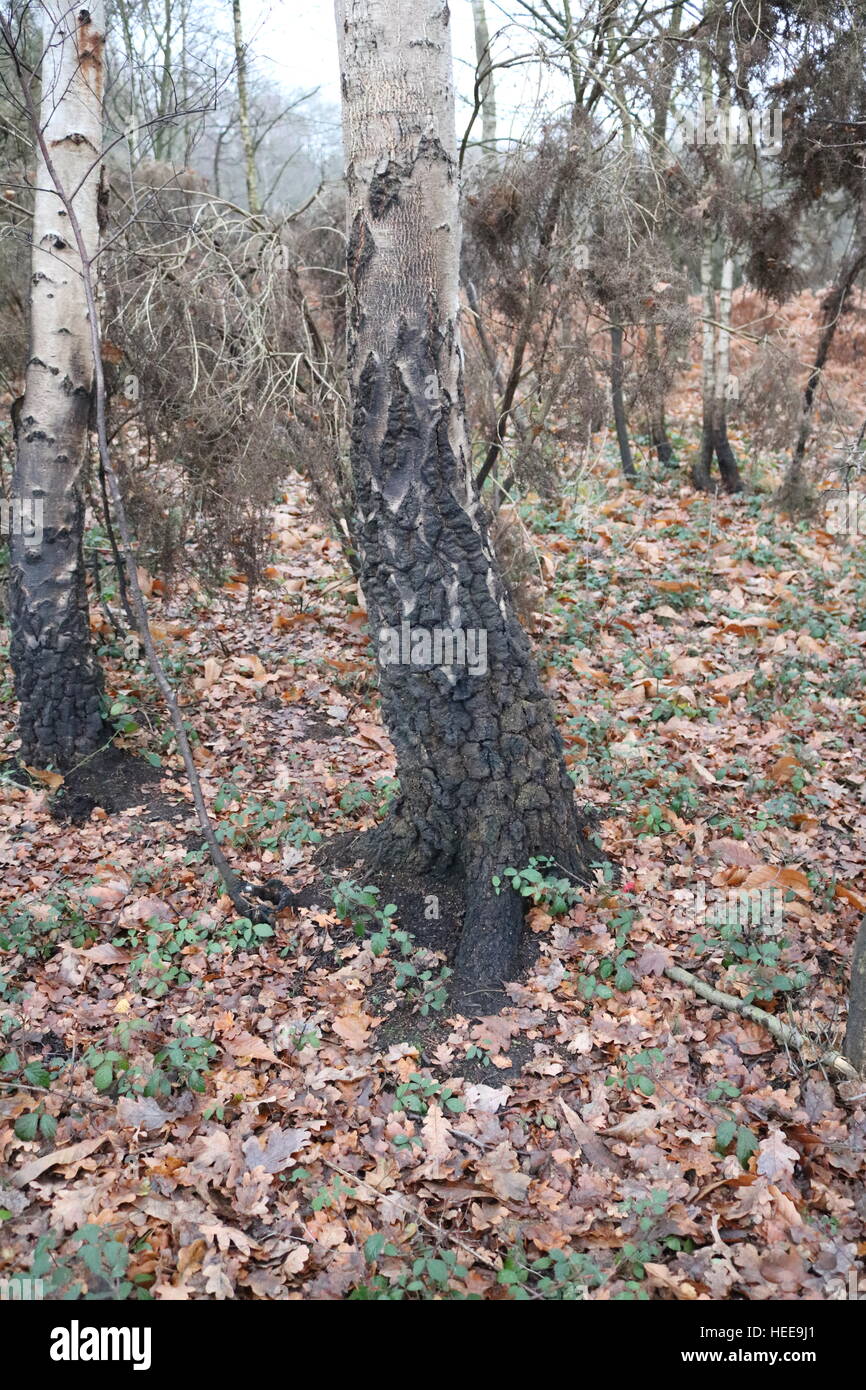 The burnt trunk of a silver birch tree Stock Photo - Alamy