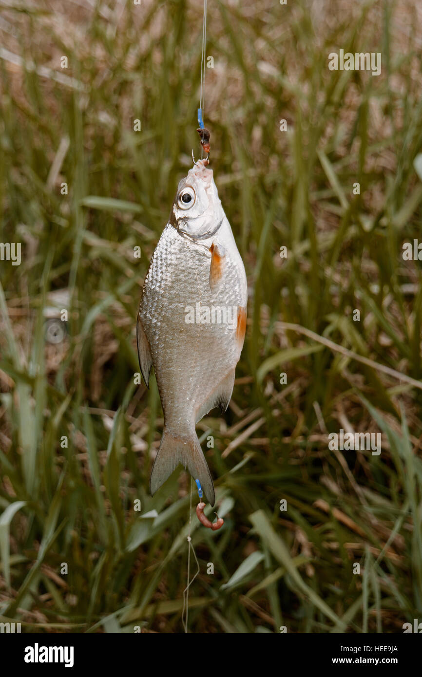 Redfin fish hanging on rod in front of green grass, side view ...