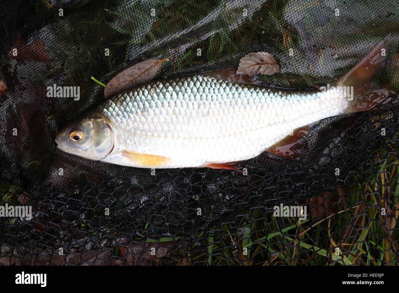 A roach - popular coarse fish Stock Photo - Alamy