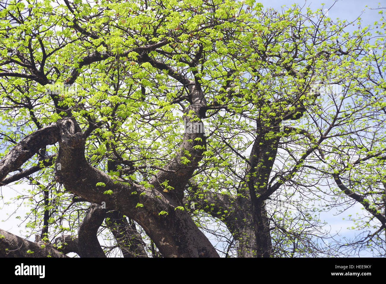 Big baobab tree victoria hi-res stock photography and images - Alamy