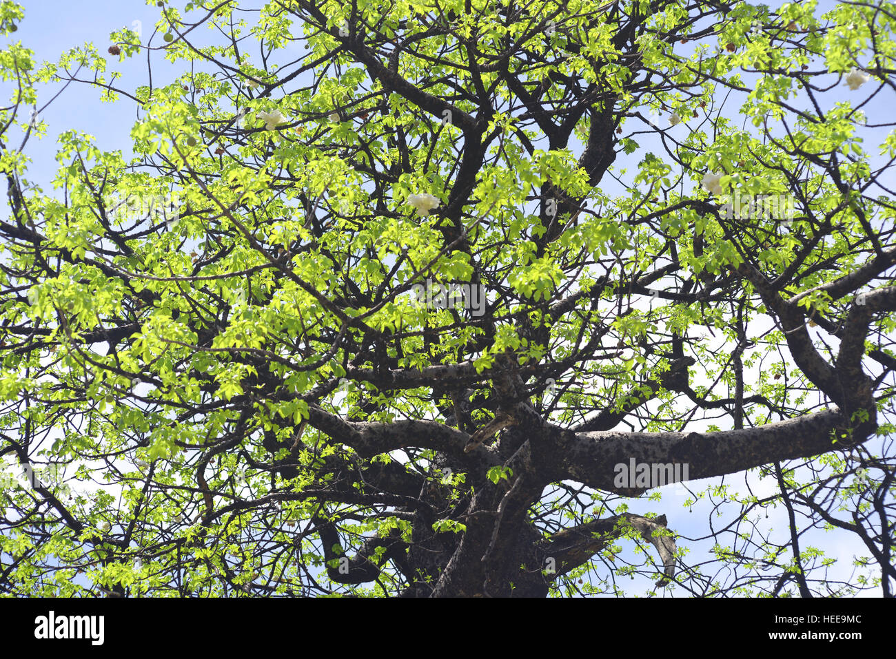 Big baobab tree victoria hi-res stock photography and images - Alamy