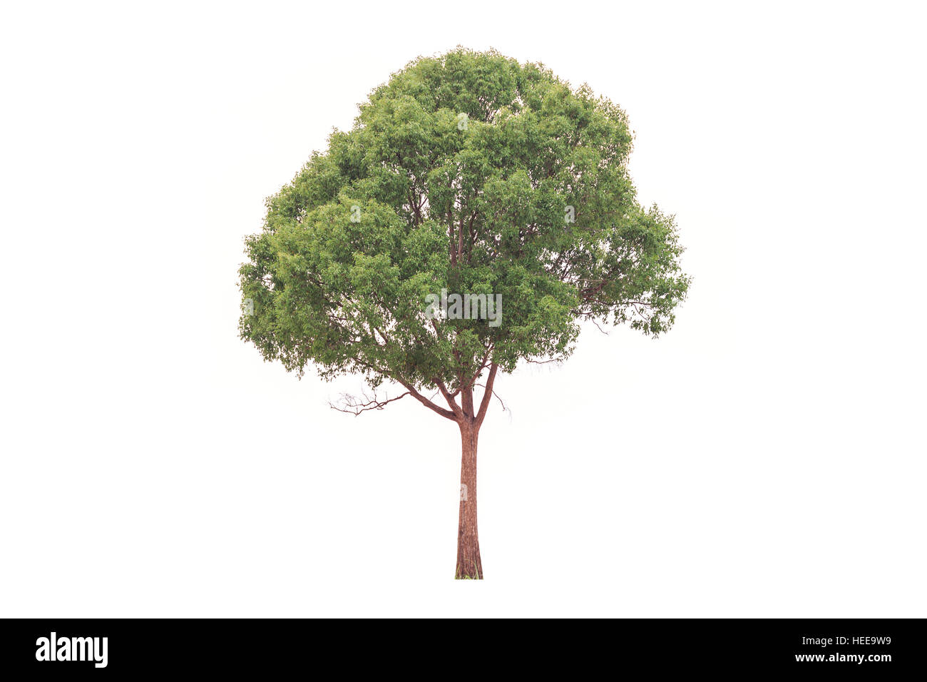 Big and high tree isolated on white background Stock Photo - Alamy