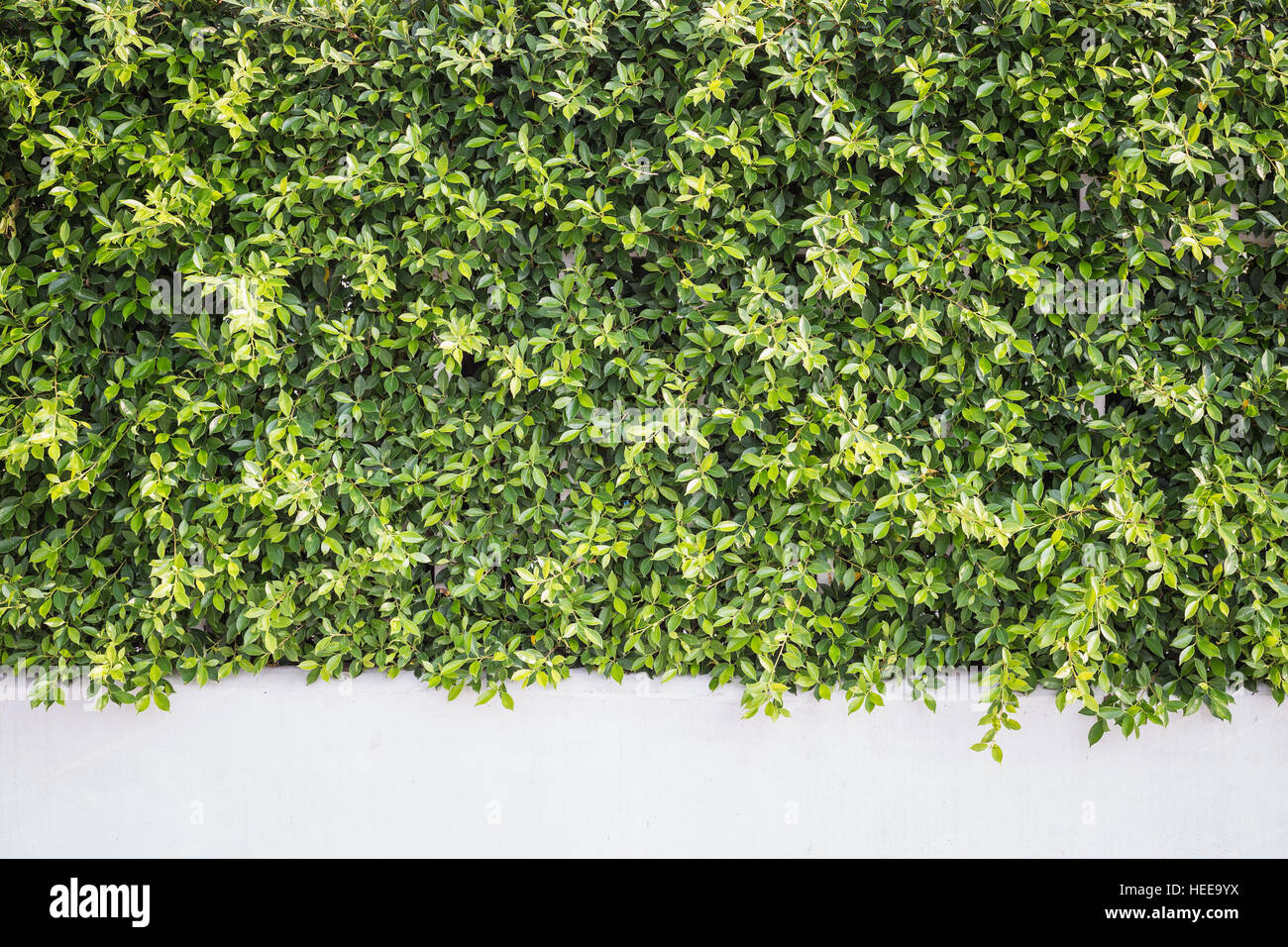 Pattern of green plant wall texture and background Stock Photo - Alamy