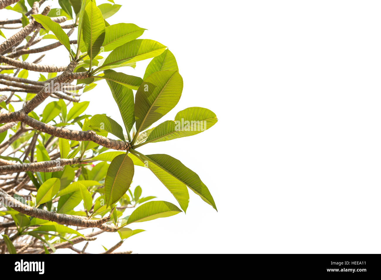 Frangipani tree flower hi-res stock photography and images - Alamy