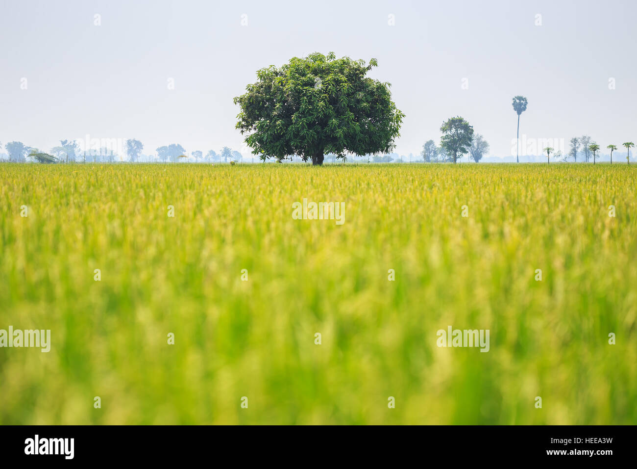 Big mango tree hi-res stock photography and images - Alamy