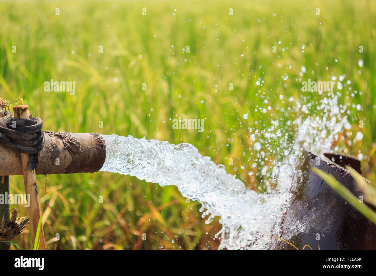 Water flow from large pump tube in rice field in central of Thailand ...
