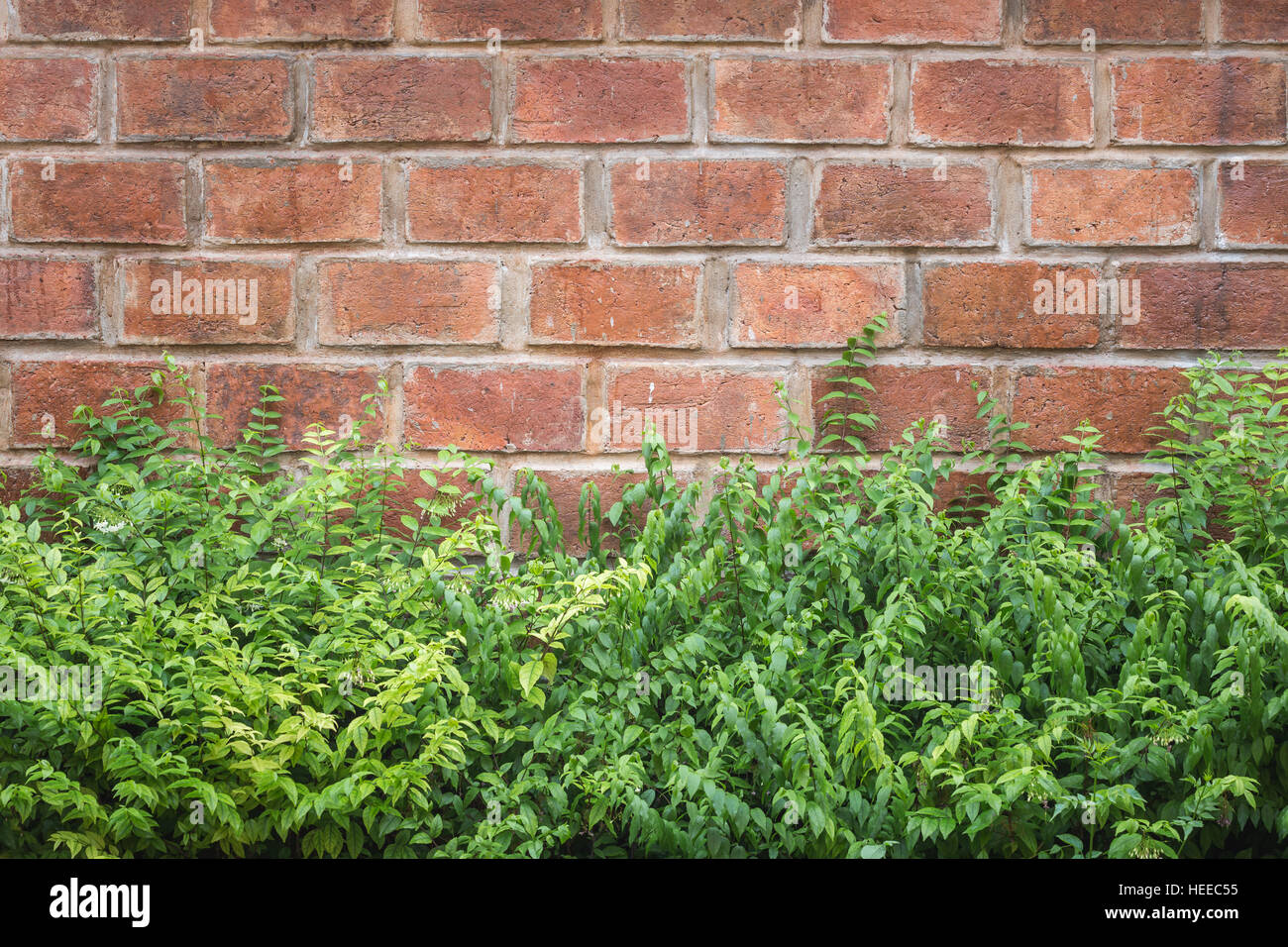 Pattern of green plant wall texture and background Stock Photo - Alamy