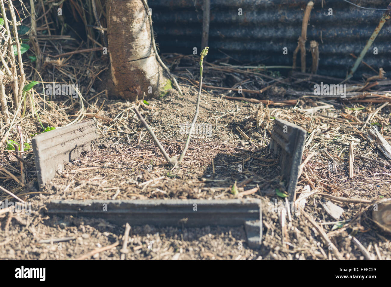 A small tree contained within concrete to limit the growth of it's ...