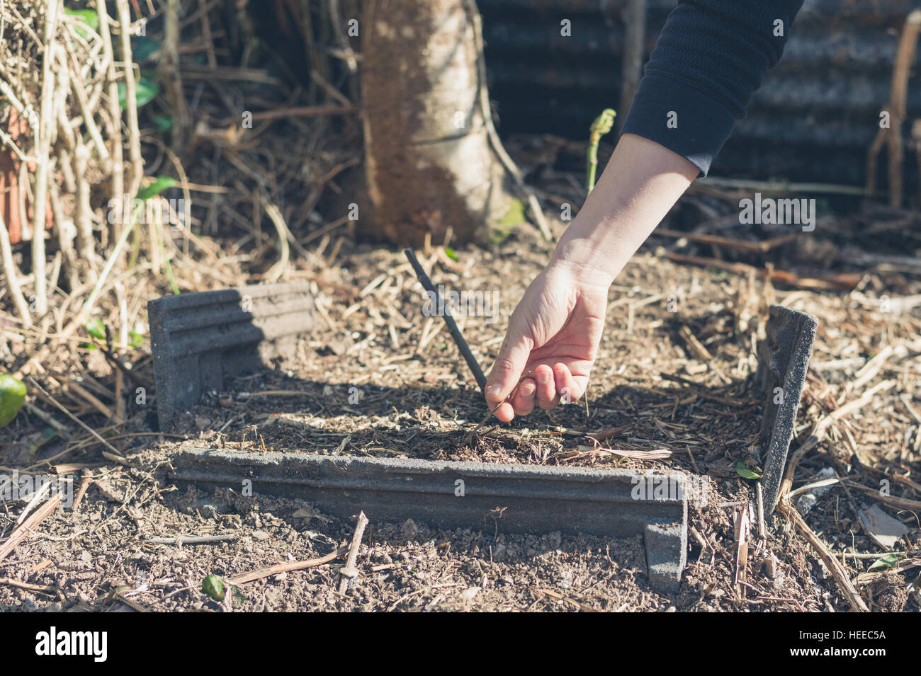 The hand of a woman planting a small tree Stock Photo - Alamy