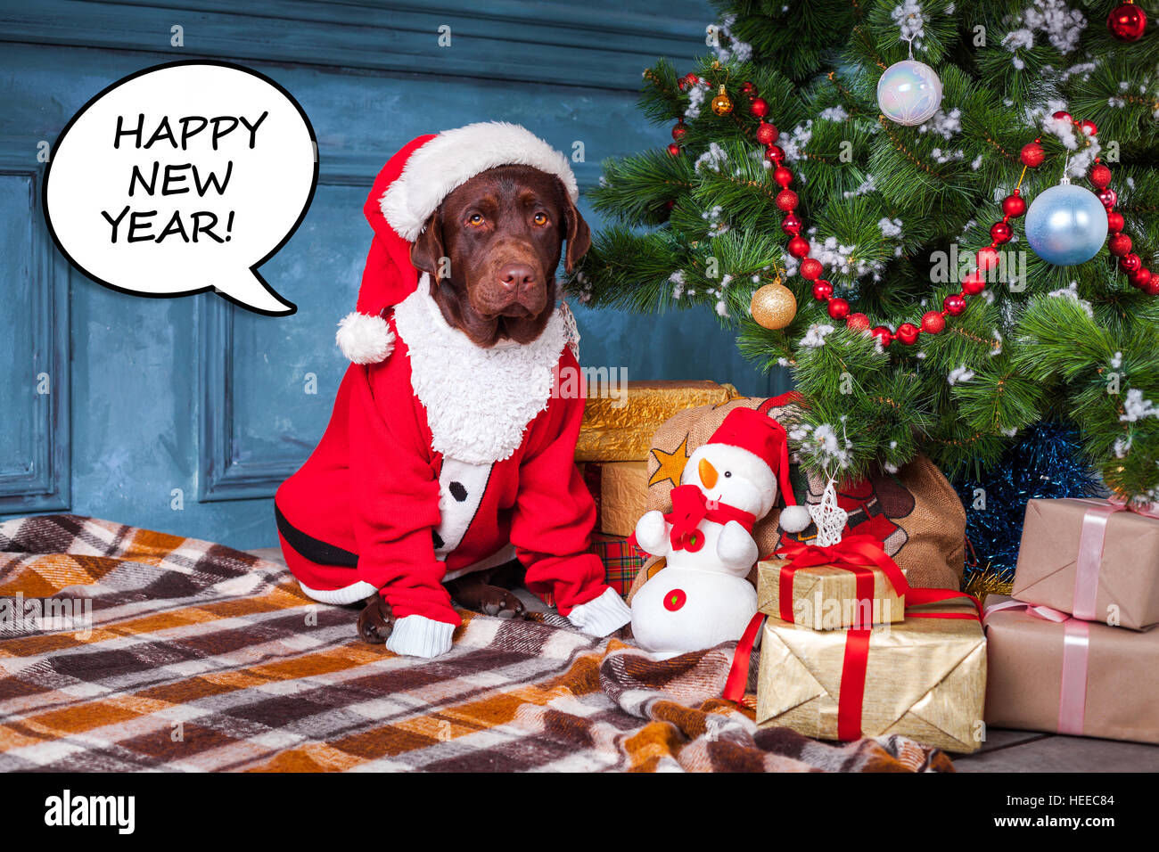 The black labrador retriever sitting with gifts on Christmas ...