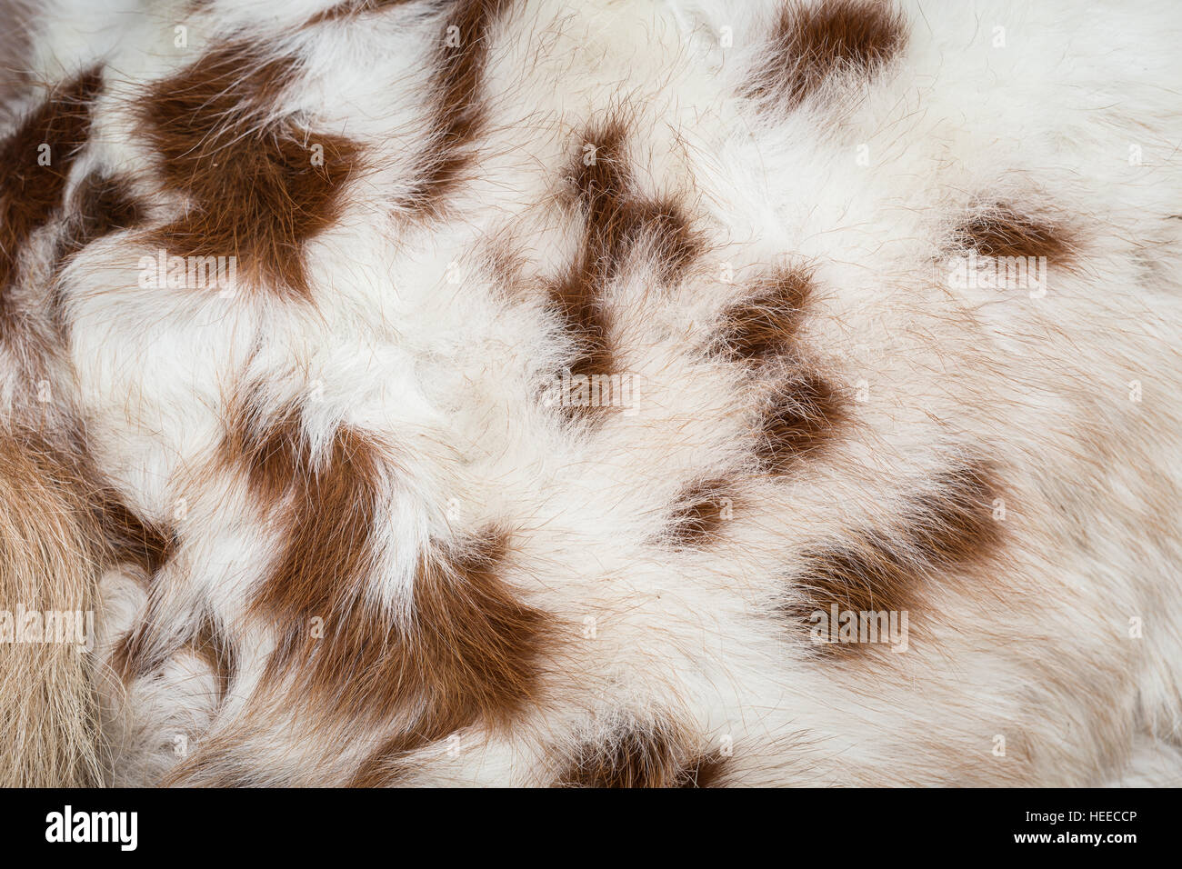 Close up white horse fur texture for background Stock Photo - Alamy
