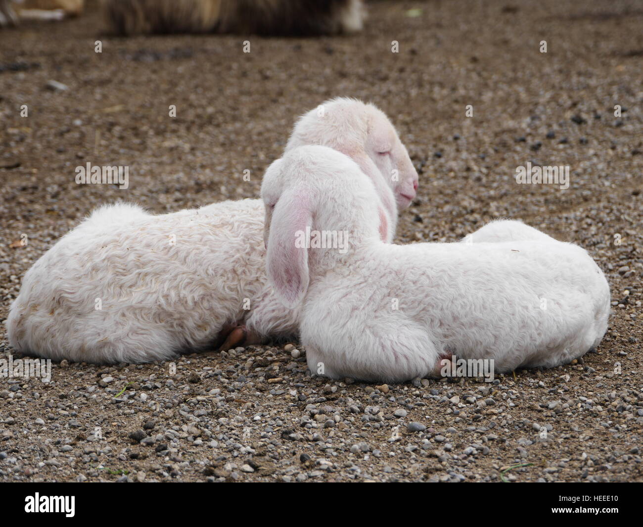 Two young lambs lying sleeping together Stock Photo - Alamy
