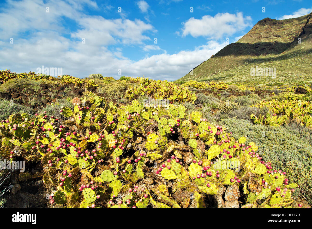 Landscape with prickly bushes on foreground near Punto Teno Lighthouse ...