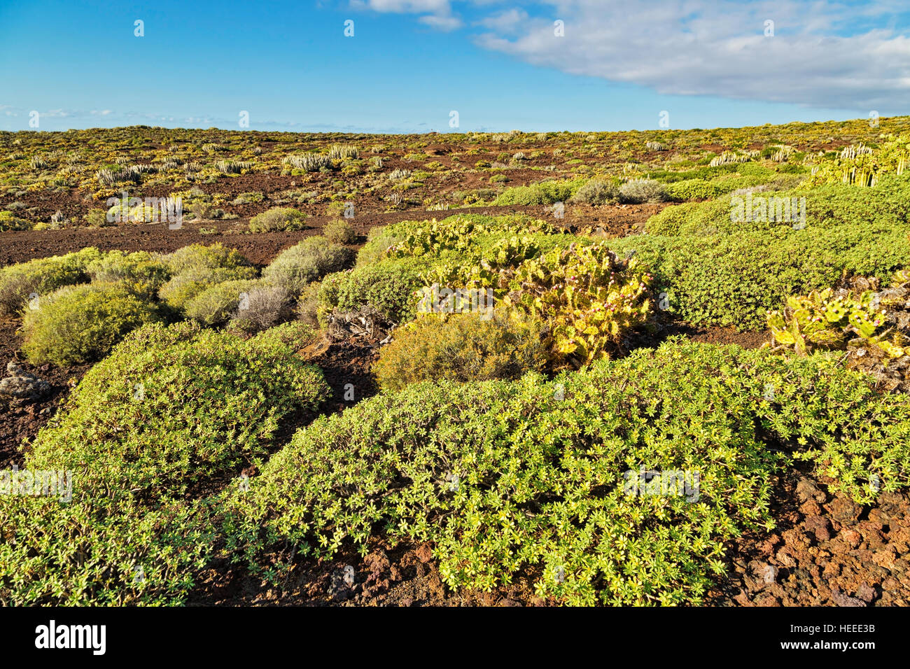 Landscape with prickly bushes on foreground near Punto Teno Lighthouse ...