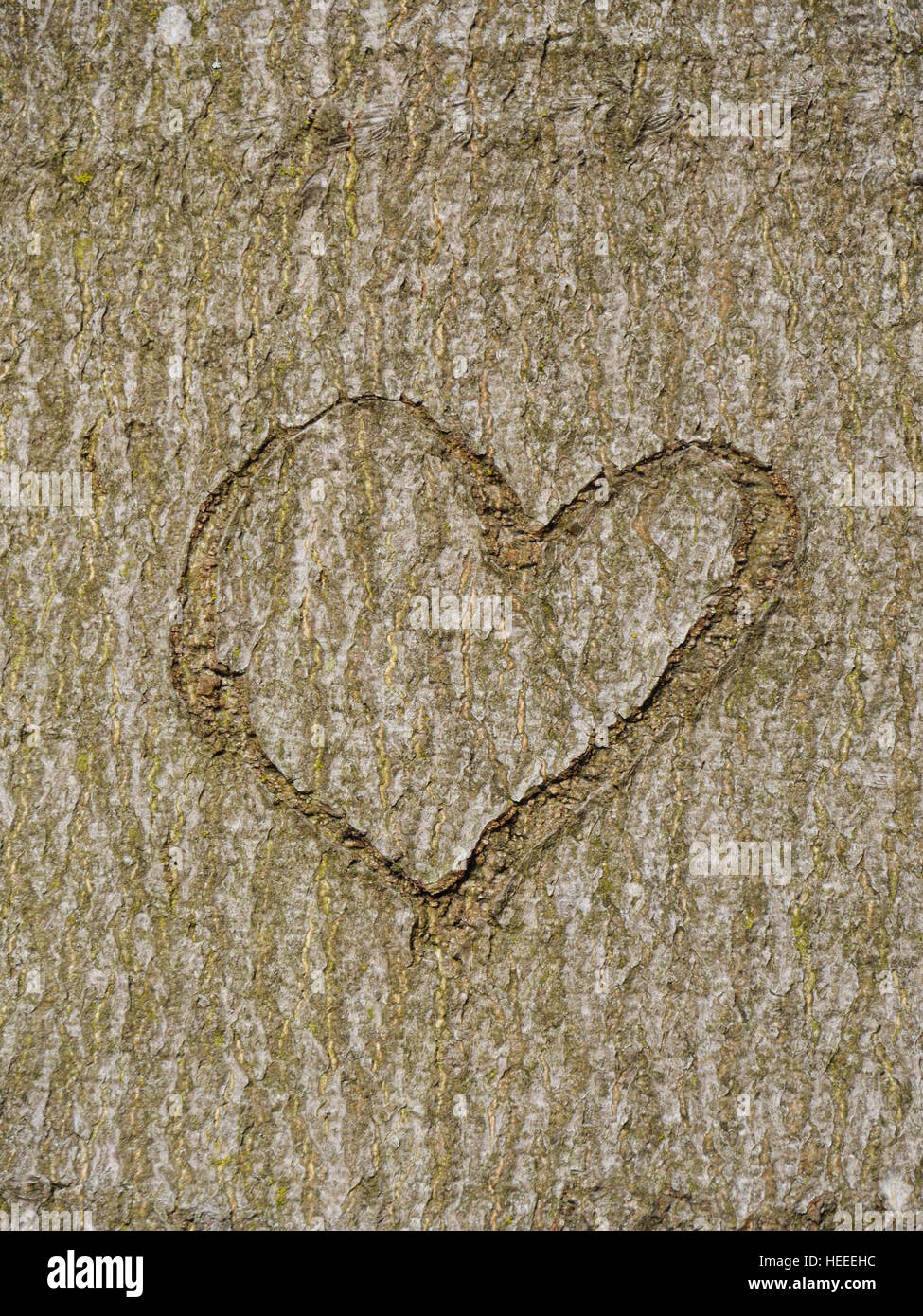 heart carved in tree trunk Stock Photo - Alamy