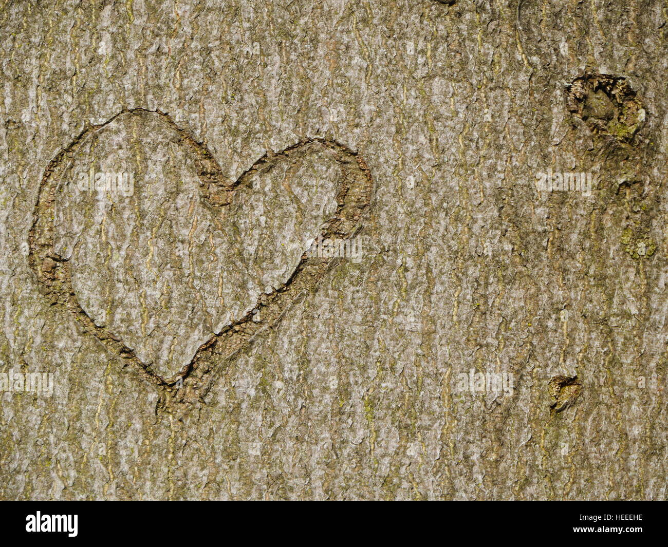 heart carved in tree trunk Stock Photo - Alamy