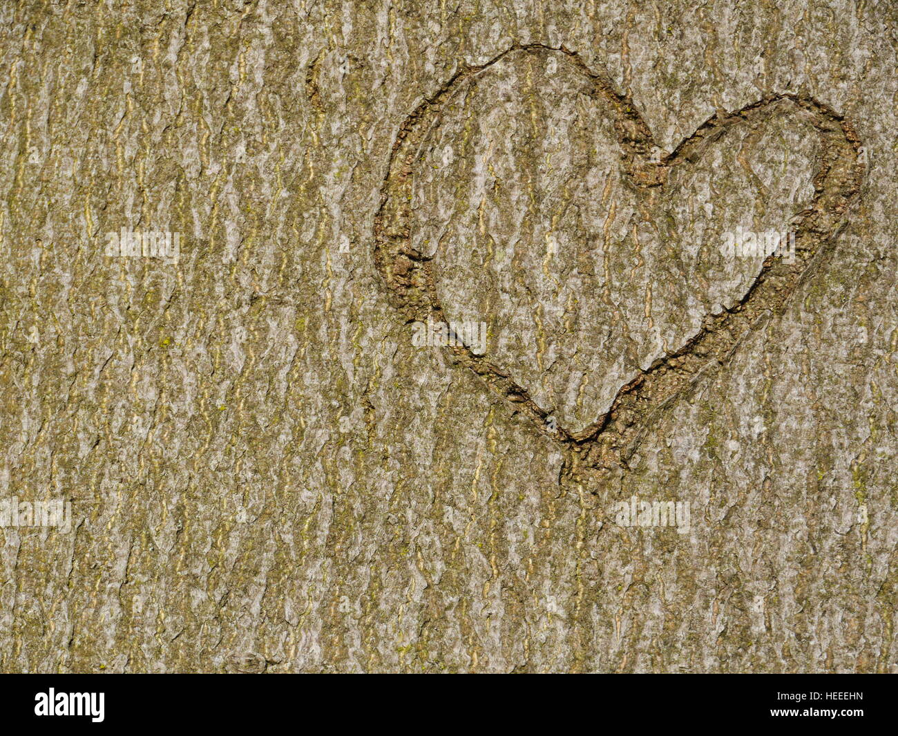 heart carved in tree trunk Stock Photo - Alamy