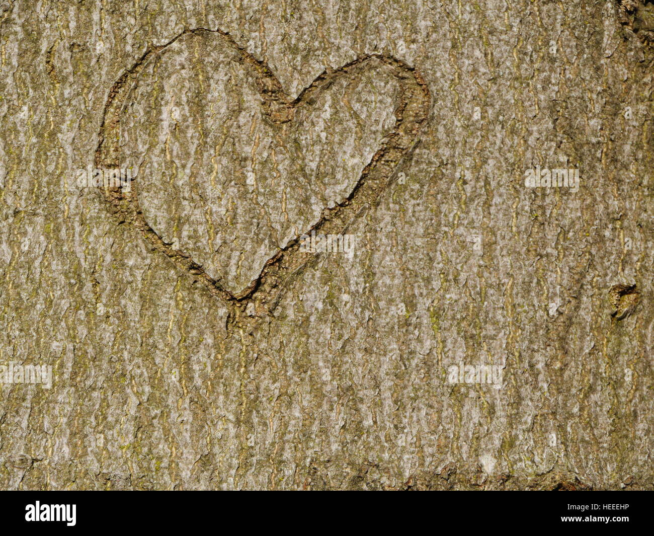 heart carved in tree trunk Stock Photo - Alamy