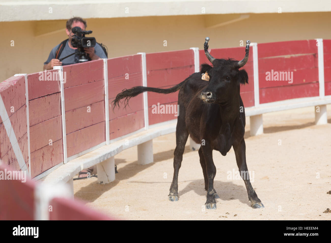 A bull stare and a video cameraman at a bullfight inside the bullring ...