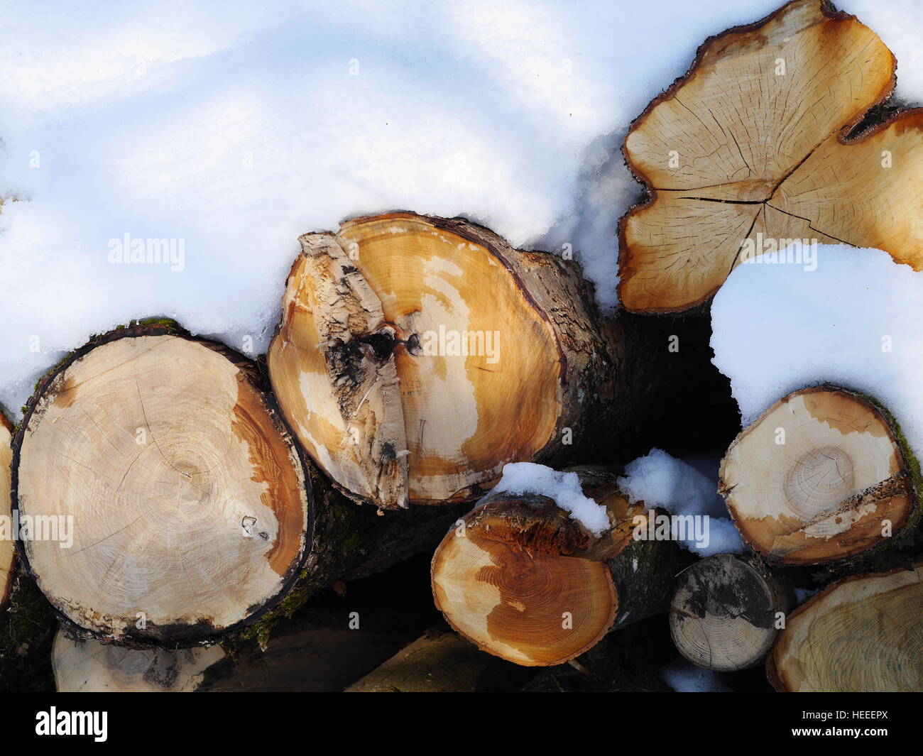 Tree wood up close hi-res stock photography and images - Alamy