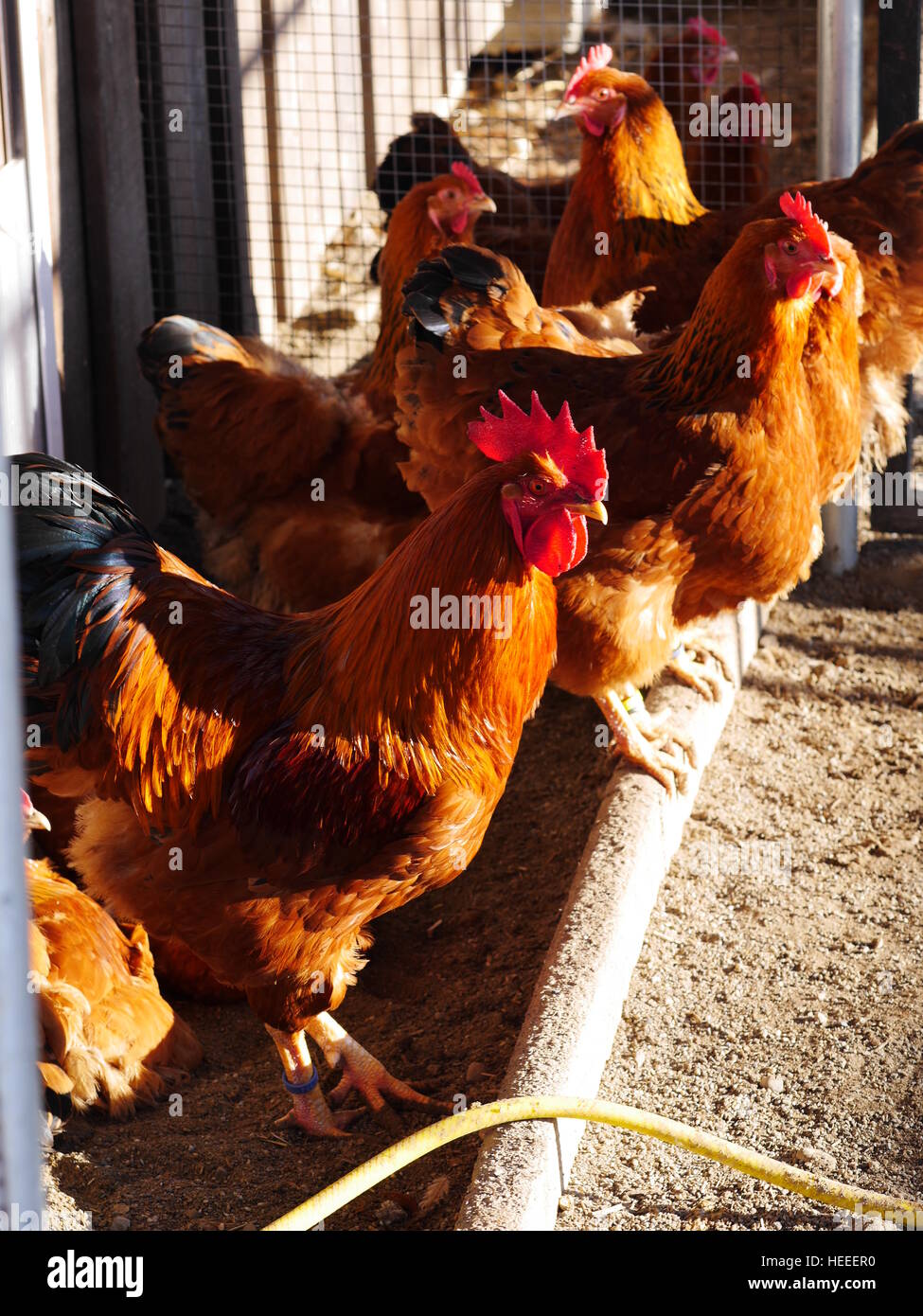 hen farm free range Stock Photo - Alamy