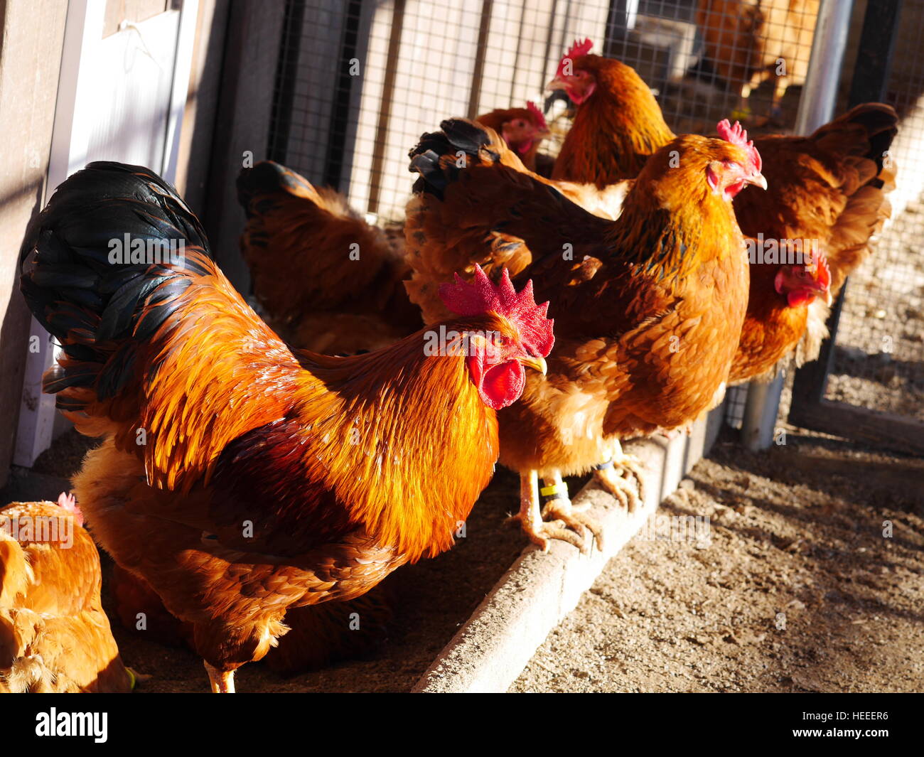 hen farm free range Stock Photo - Alamy