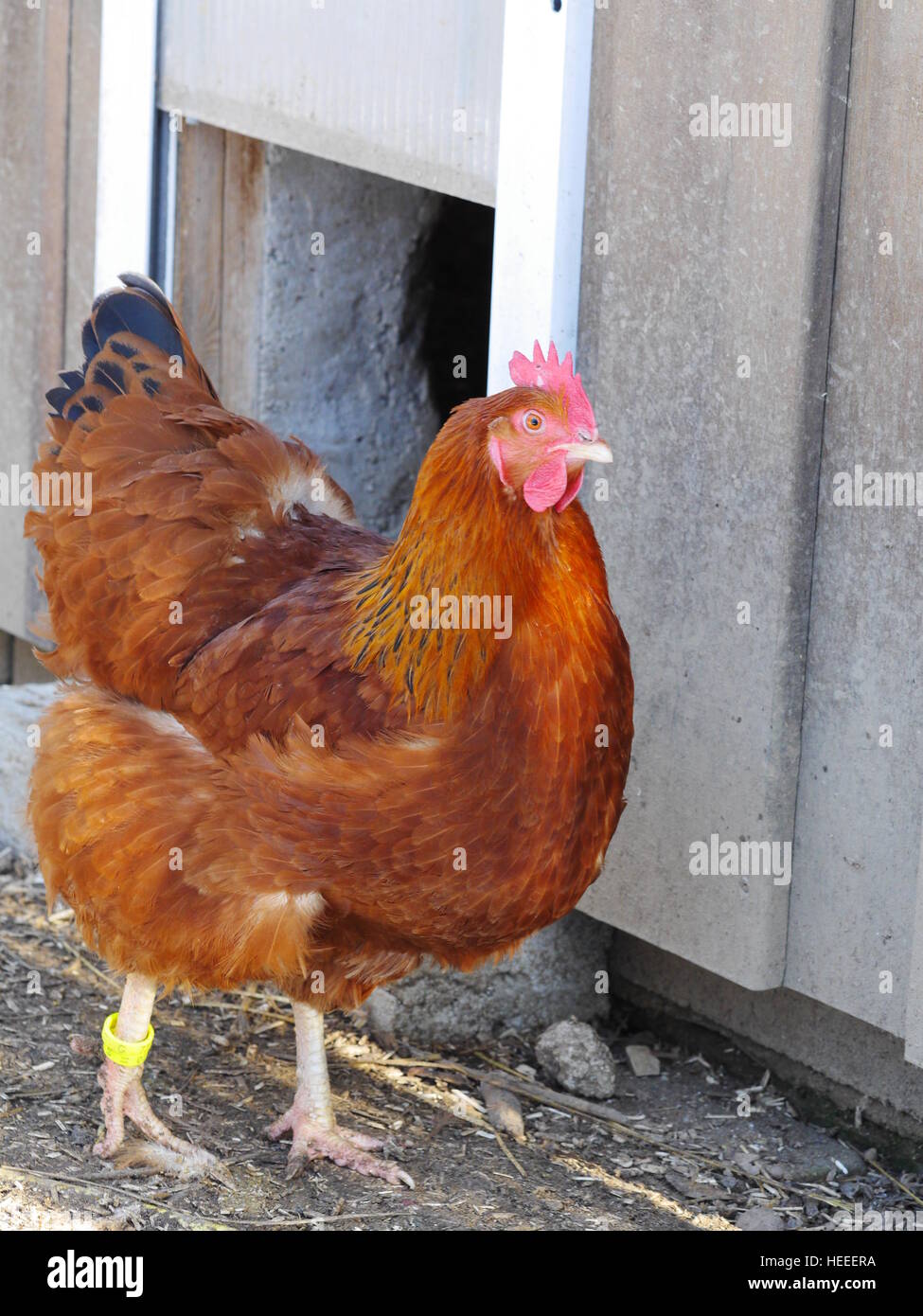 hen farm free range Stock Photo - Alamy