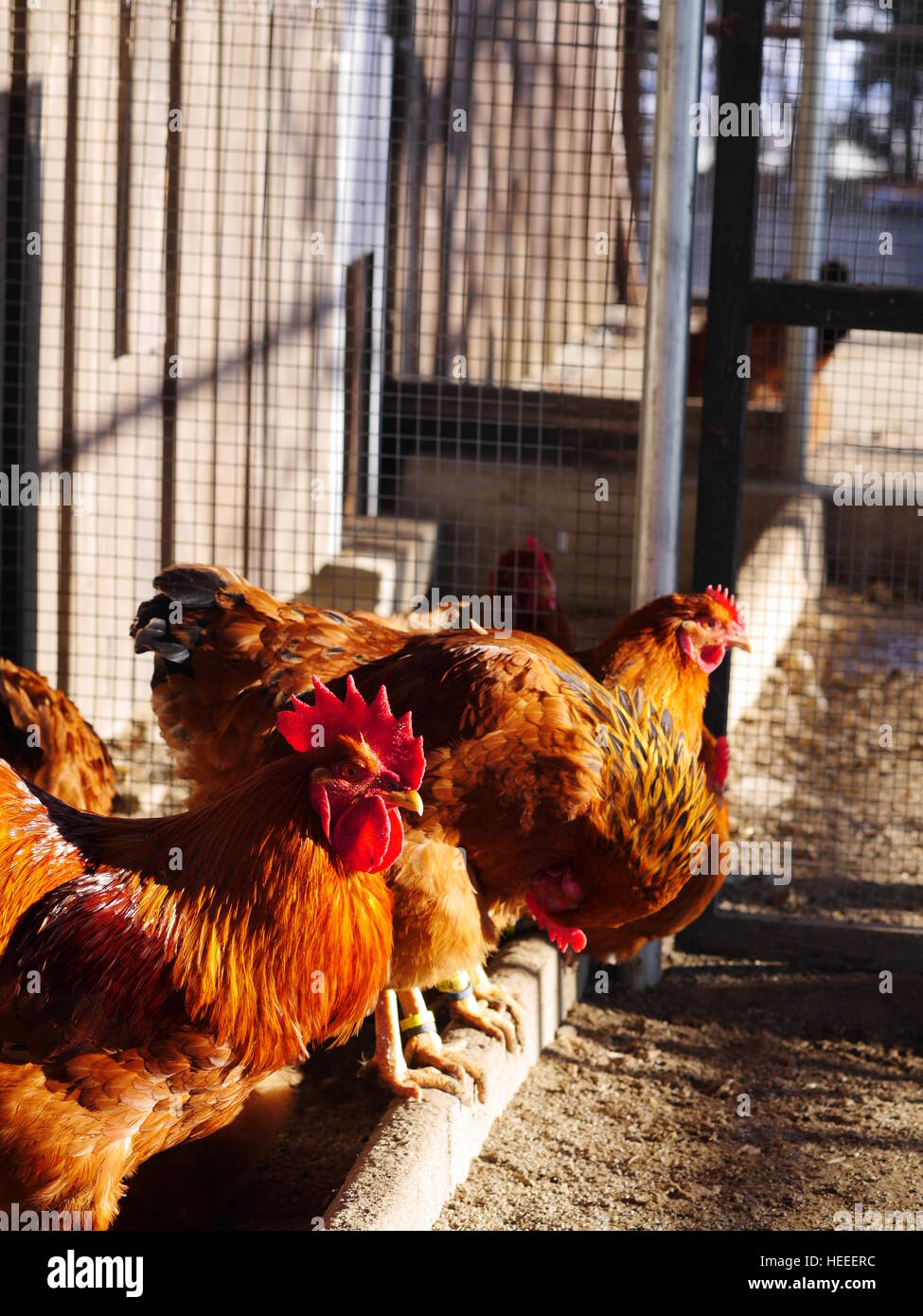 hen farm free range Stock Photo - Alamy