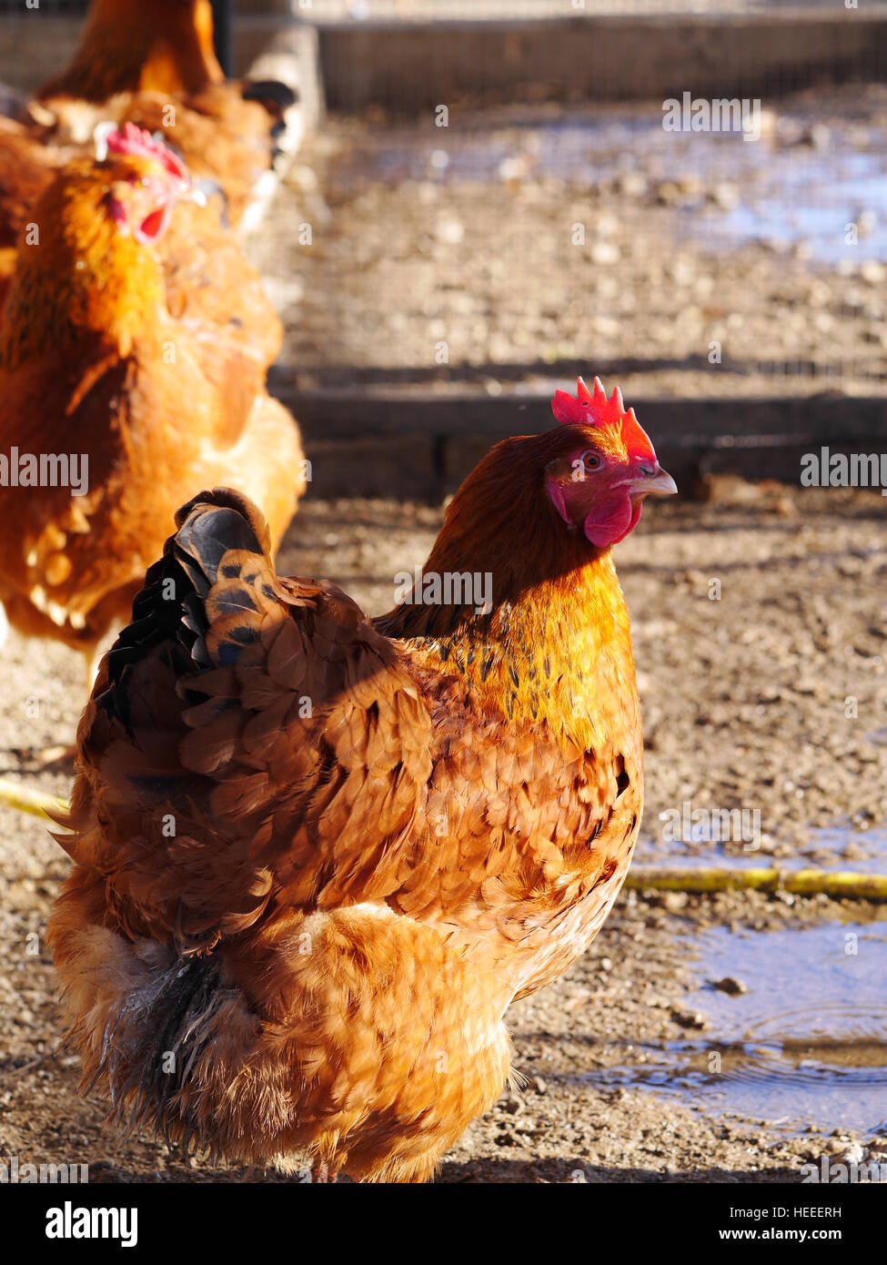 hen farm free range Stock Photo - Alamy