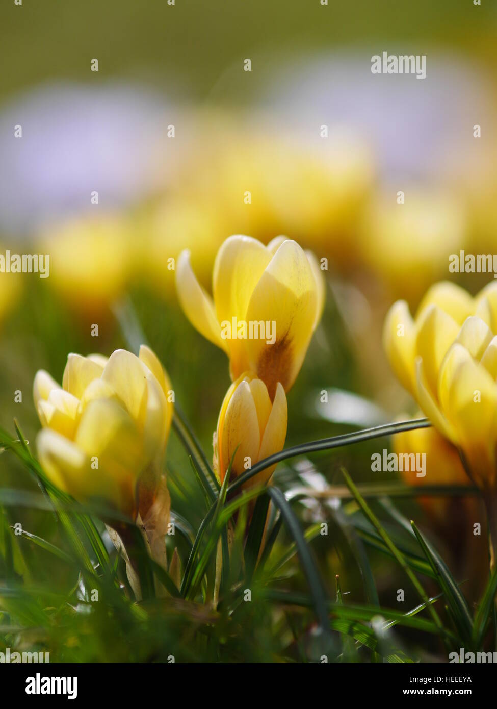 crocus meadow spring Stock Photo - Alamy