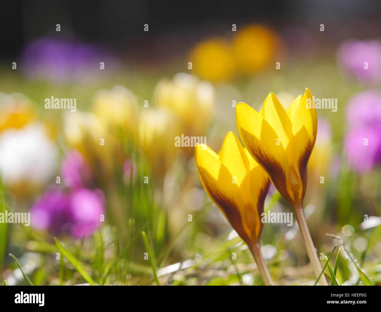 crocus meadow spring Stock Photo - Alamy