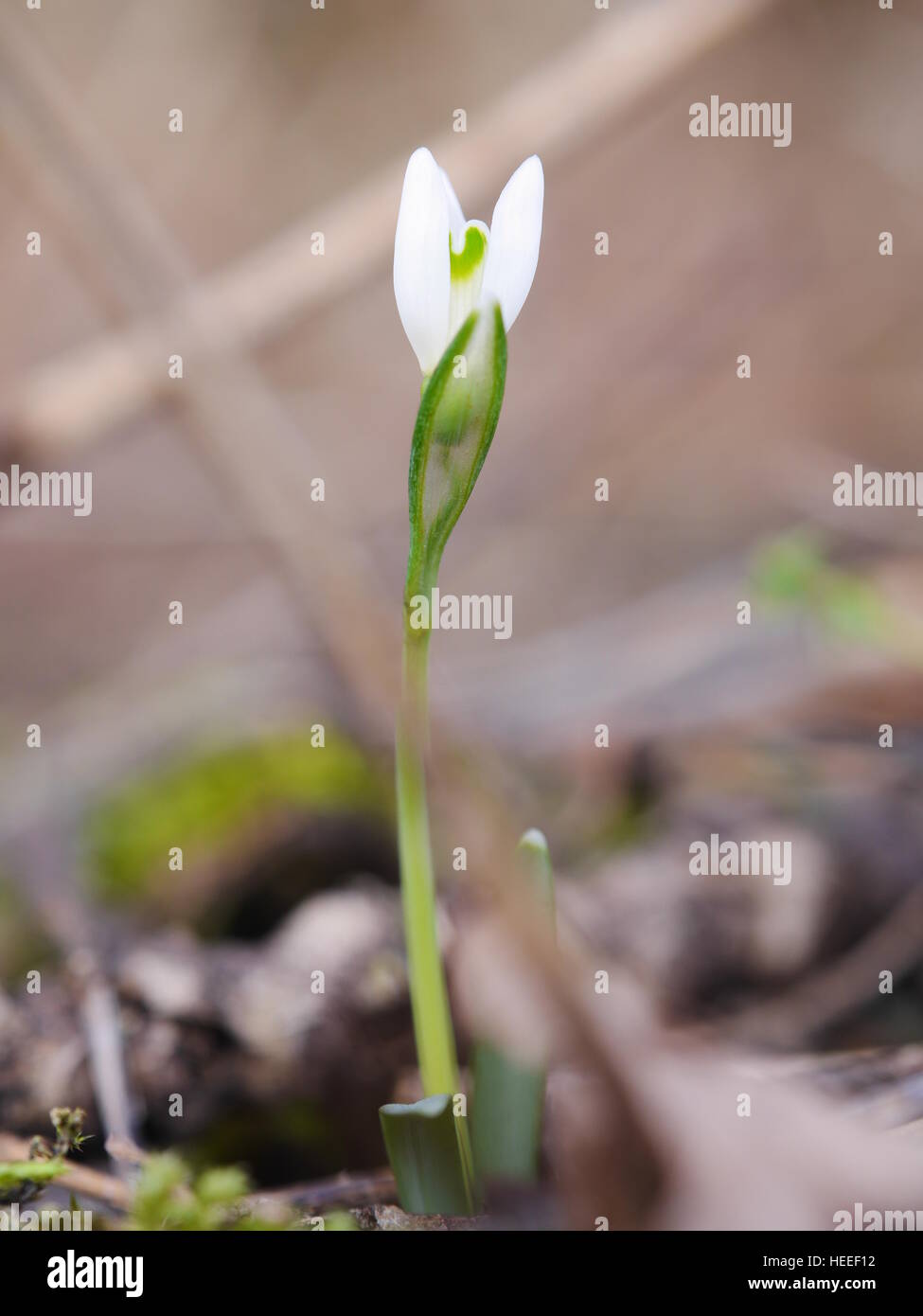 Snowdrop bed hi-res stock photography and images - Alamy