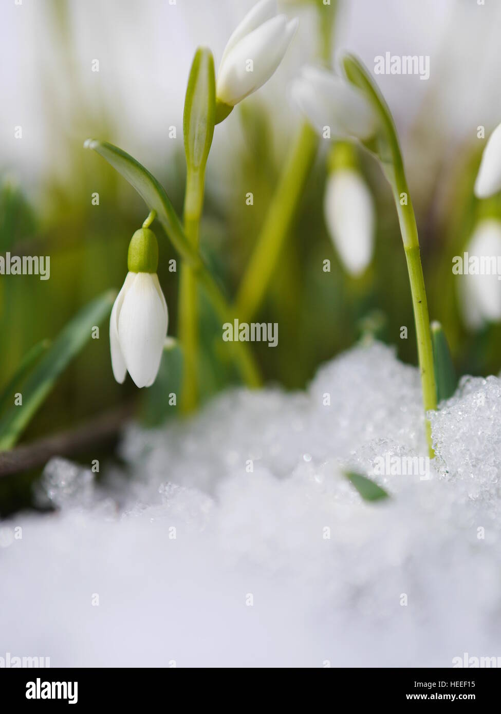 Group of snowdrop flowers growing in snow Stock Photo - Alamy