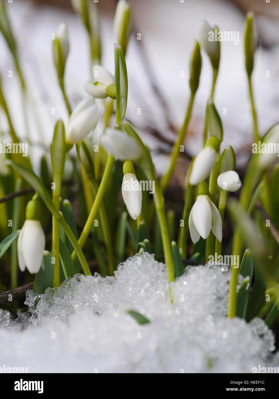 Group of snowdrop flowers growing in snow Stock Photo - Alamy