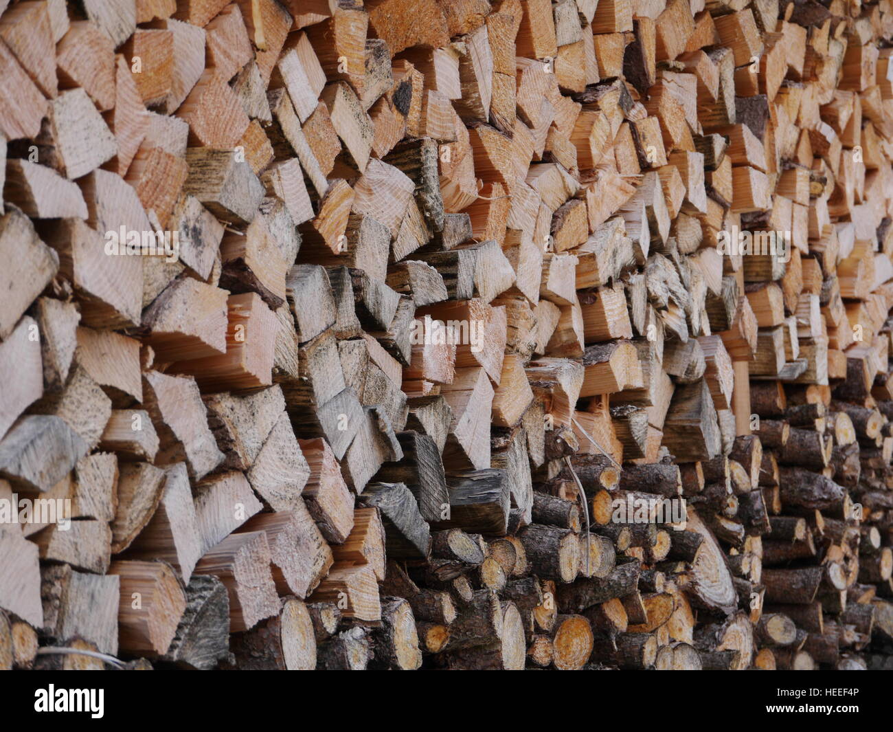 Stapled to tree hi-res stock photography and images - Alamy