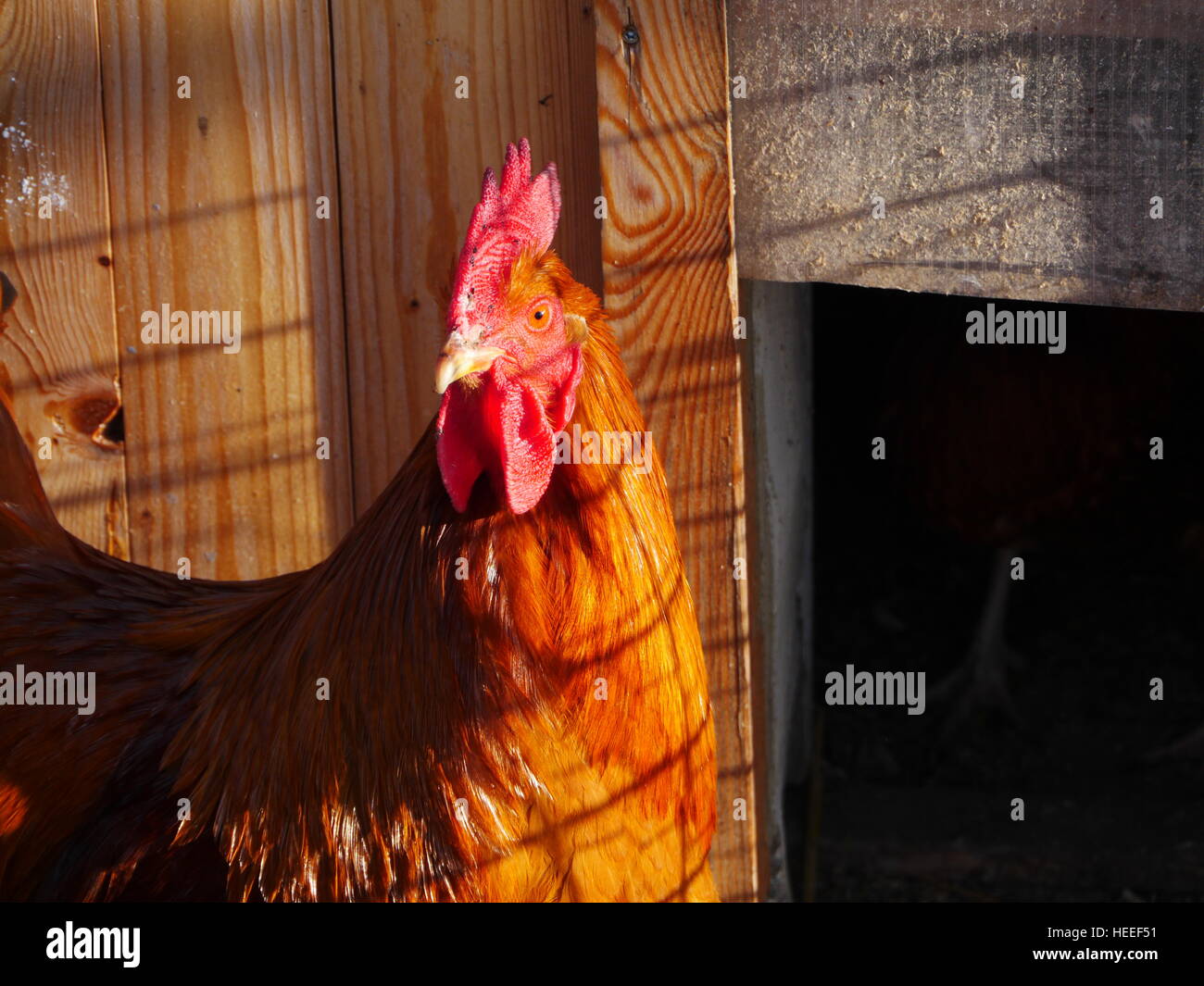 Free range hen shed hi-res stock photography and images - Alamy