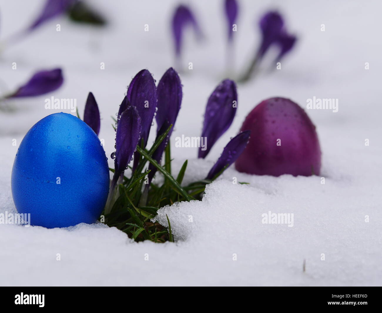 easter eggs laying snow flowers Stock Photo - Alamy