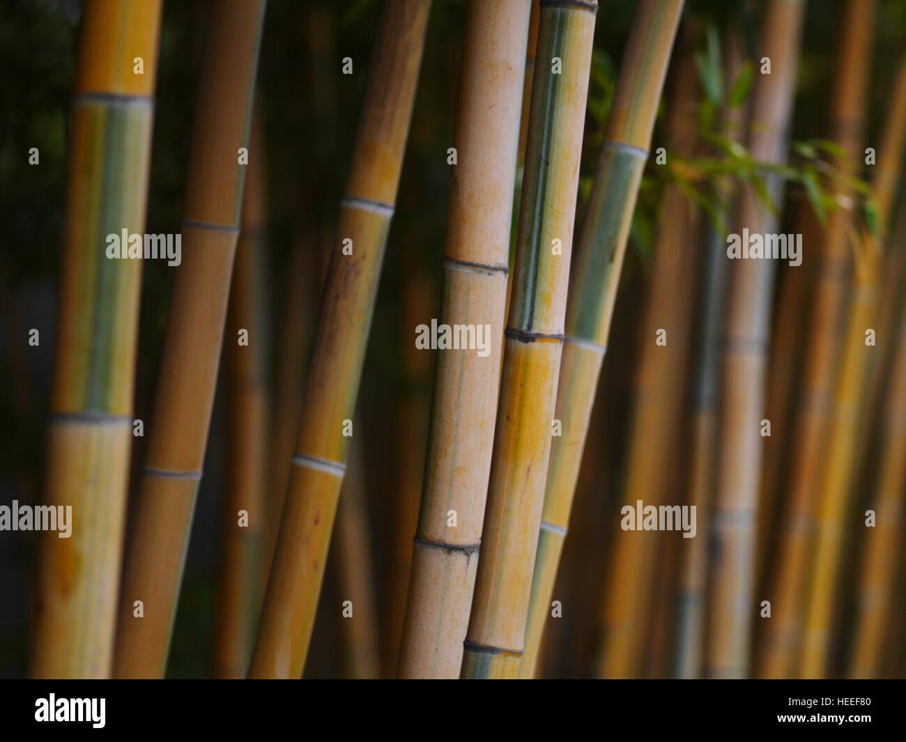 Shadow bamboo floor bamboo material hi-res stock photography and images ...