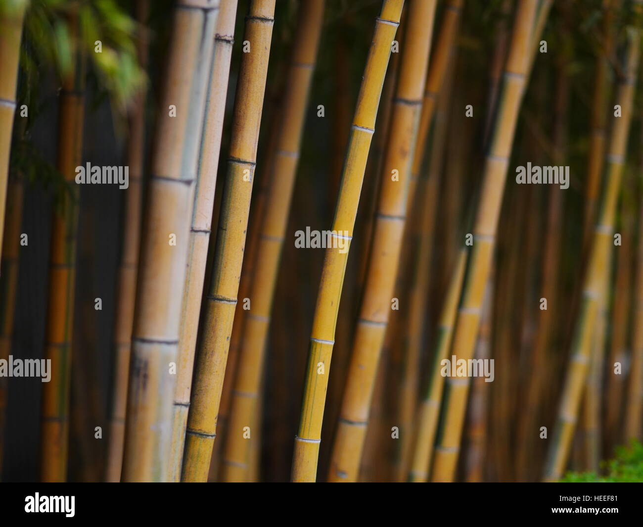 Bambus hi-res stock photography and images - Alamy