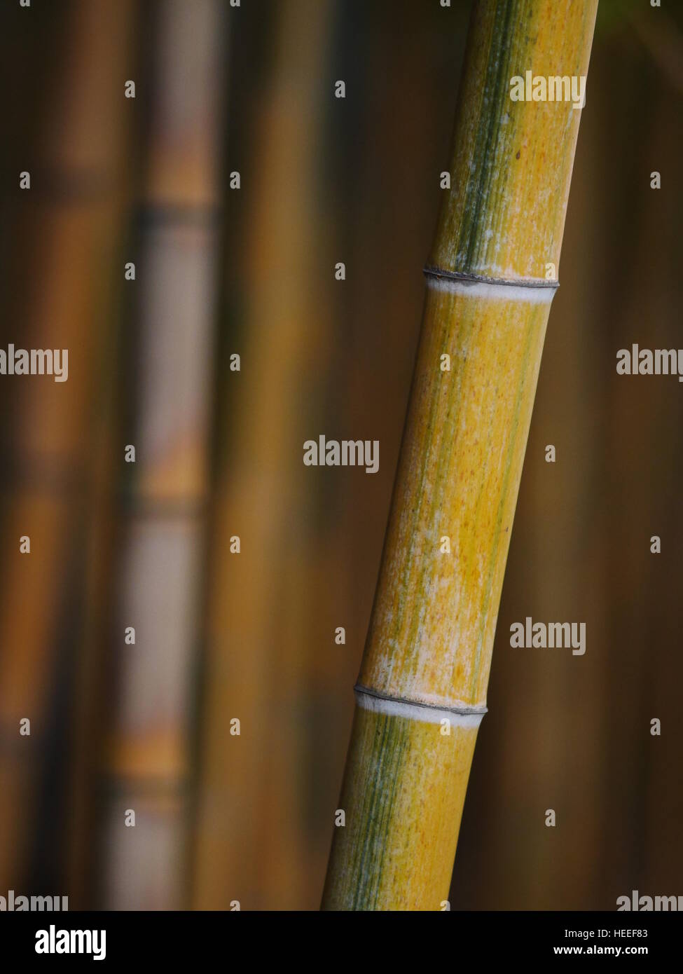 Bamboo stick hi-res stock photography and images - Alamy