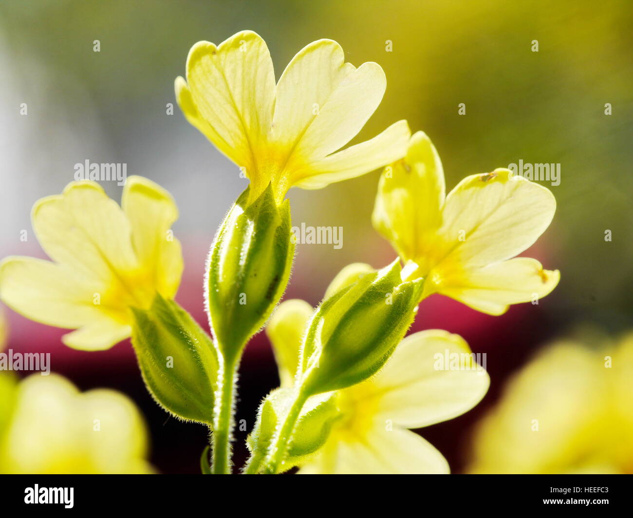Yellow nature hi-res stock photography and images - Alamy