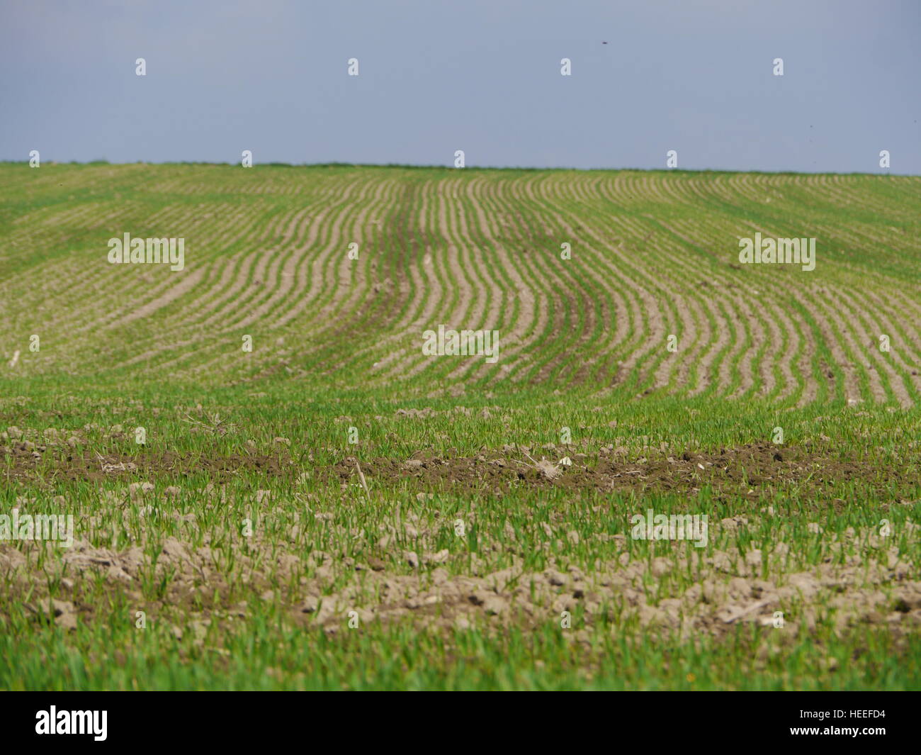 Fallow land plant hi-res stock photography and images - Alamy
